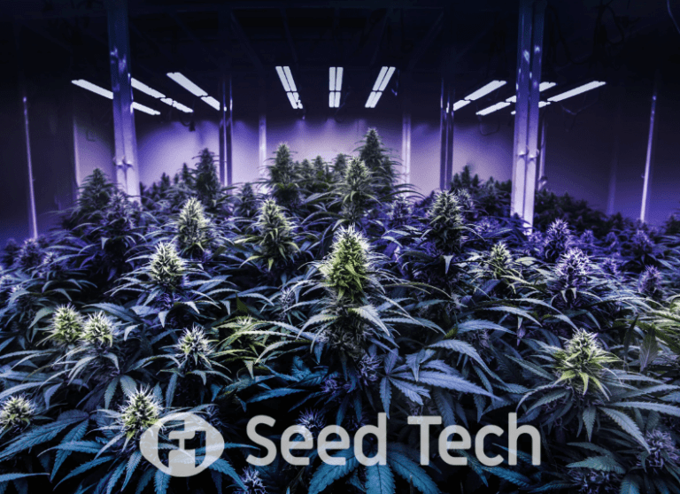 Mastering Indoor Cannabis Cultivation | F1 SeedTech Mastering Indoor Cannabis Cultivation | F1 SeedTech